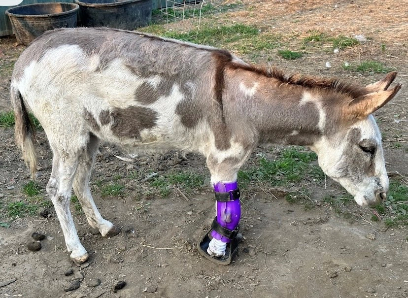 The Prosthetic Problem With Animals - The O&P EDGE Magazine