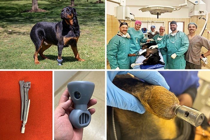 Dog Receives Intraosseous Prosthesis - The O&P EDGE Magazine